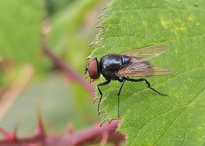Hydrotaea ignava
